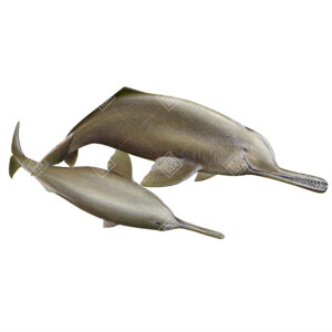 Platanista gangetica Archivi - Artescienza Official Store