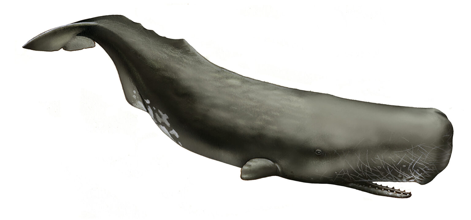 Physeter catodon / Physeter macrocephalus Archivi - Artescienza ...